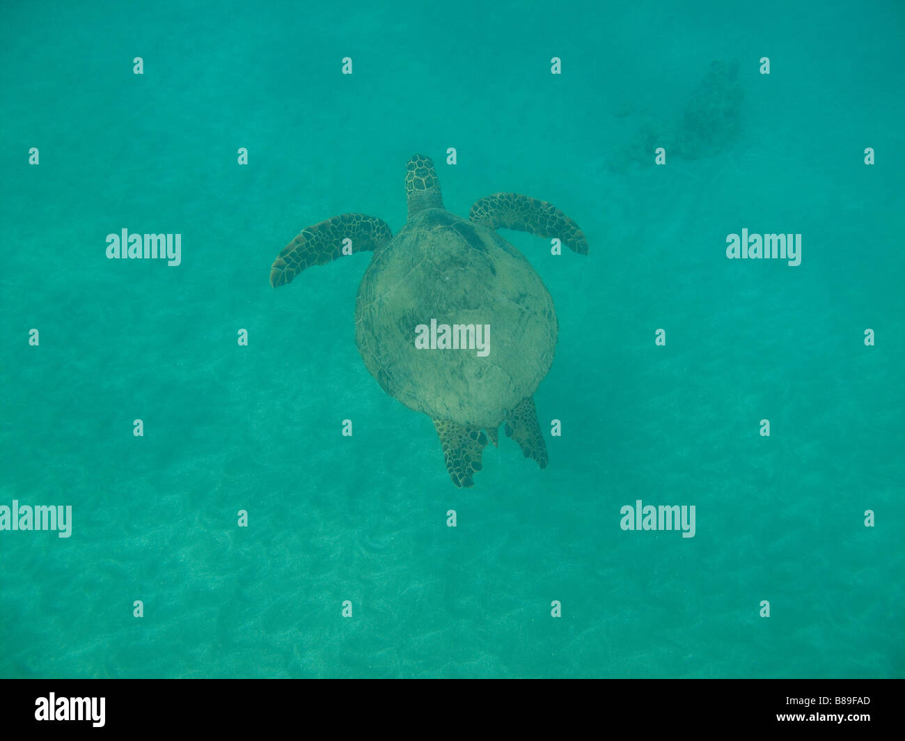 Green Sea Turtle (Honu) in Maui, Hawaii Stock Photo - Alamy