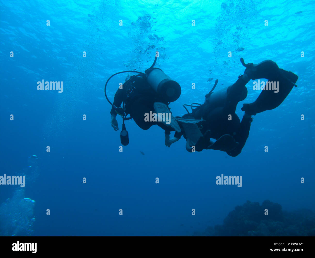 Two Divers Holding Hands Underwater - For editorial use only Stock ...