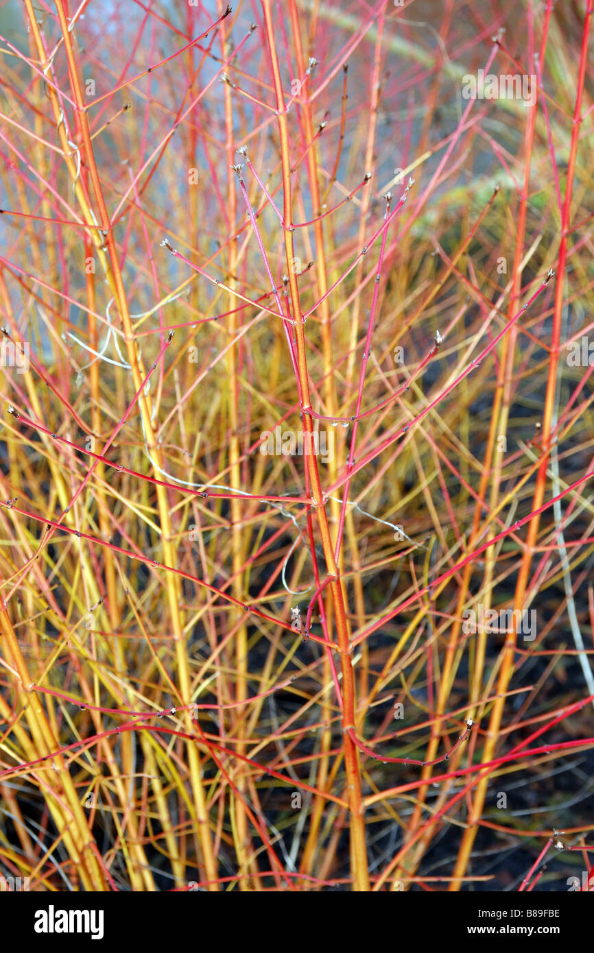 CORNUS SANGUINEA MIDWINTER FIRE AT RHS WISLEY GARDEN UK Stock Photo - Alamy