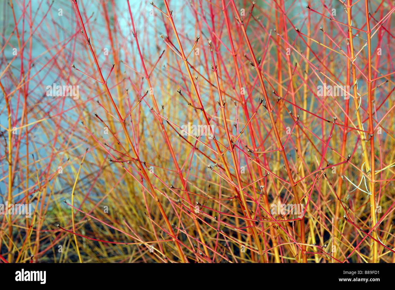 Cornus sanguinea midwinter fire hi-res stock photography and images - Alamy