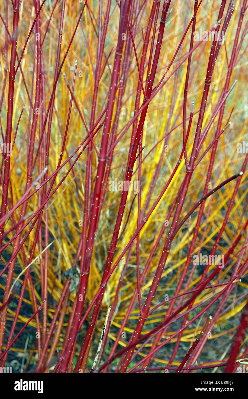 Cornus stolonifera hi-res stock photography and images - Alamy