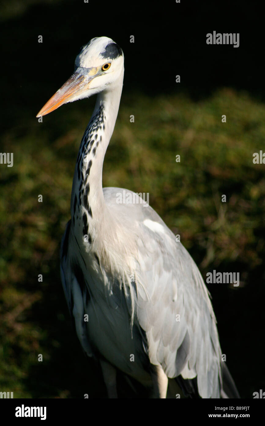 Stalk bird hi-res stock photography and images - Alamy