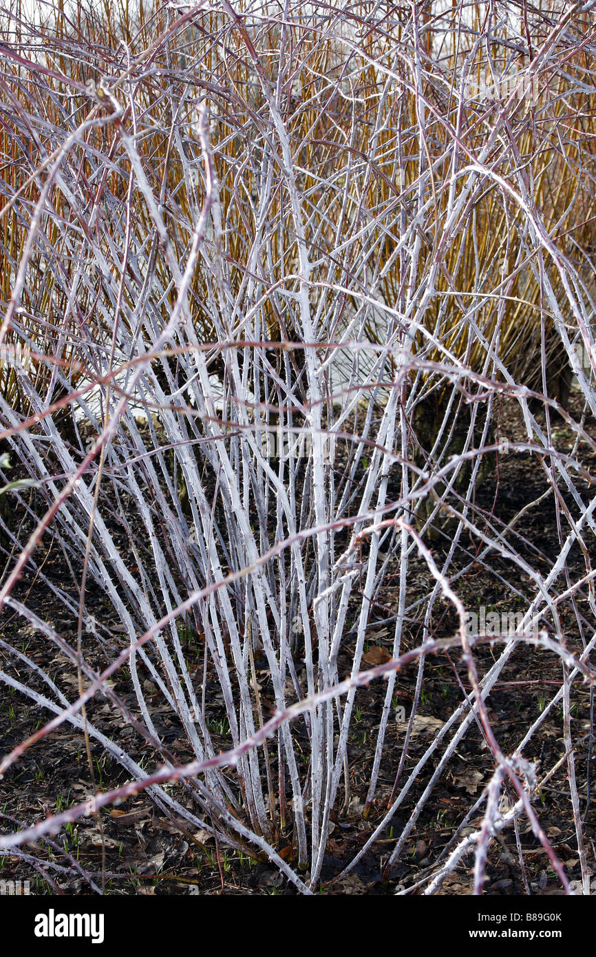 RUBUS BIFLORUS AT RHS WISLEY GARDEN UK Stock Photo - Alamy