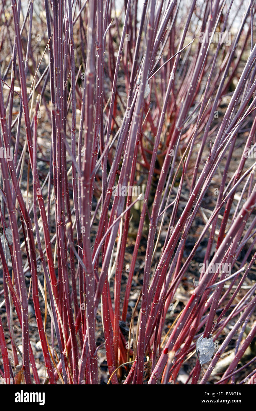 CORNUS ALBA KESSELRINGII AT RHS WISLEY GARDEN UK Stock Photo - Alamy