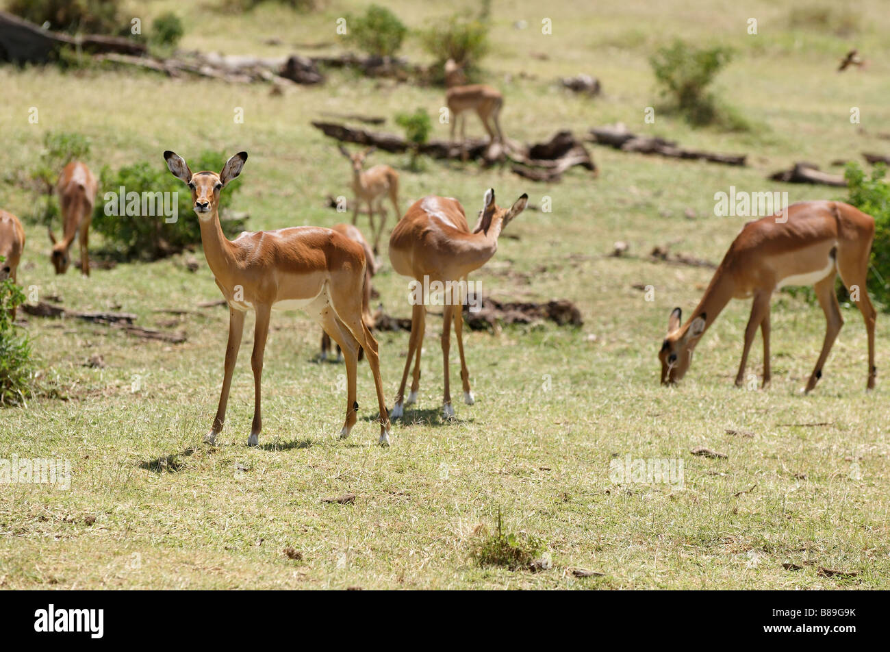 Impala medium sized African antelope Stock Photo - Alamy