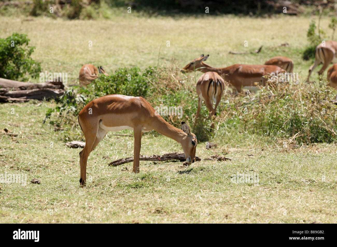 Impala medium sized African antelope Stock Photo - Alamy