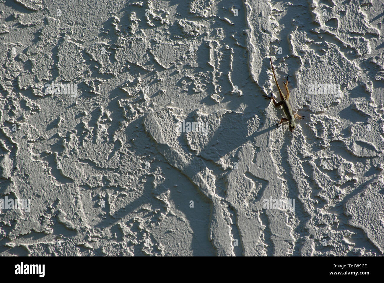 Lizard on the wall Stock Photo - Alamy