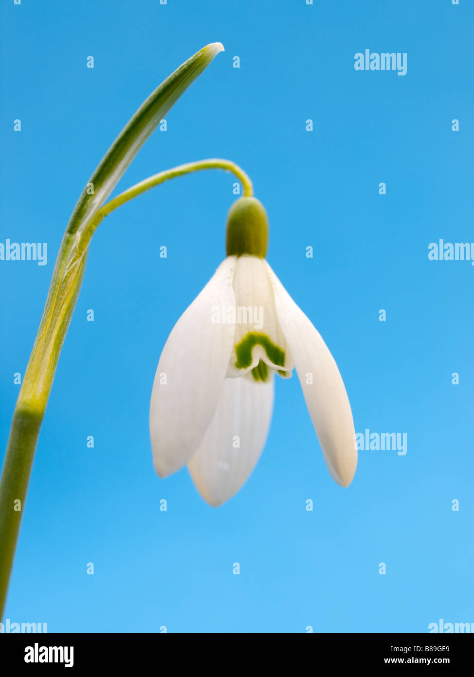 snow drop with blue background Stock Photo - Alamy