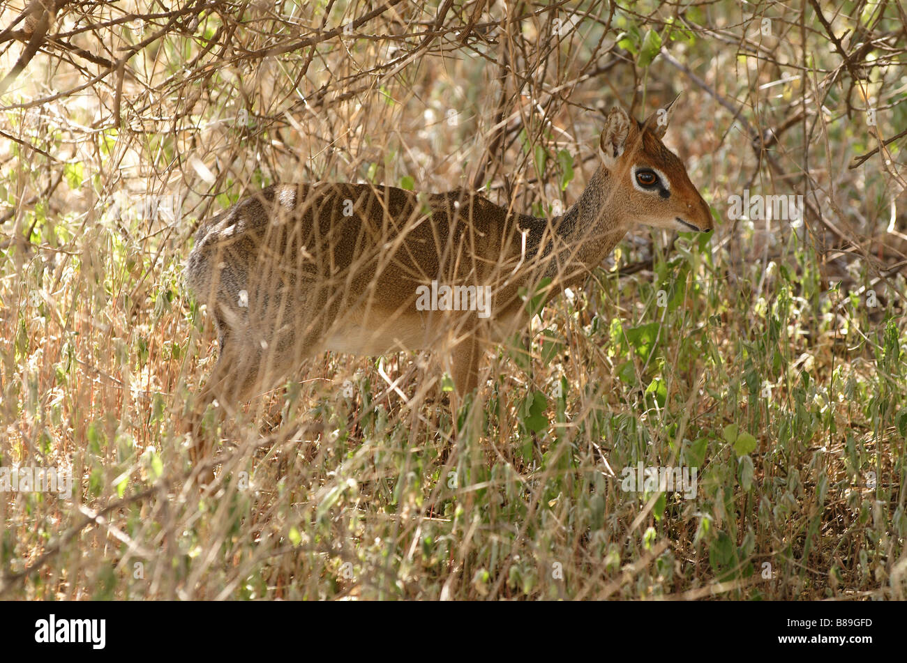 Small Dik Dik Deer High Resolution Stock Photography and Images - Alamy