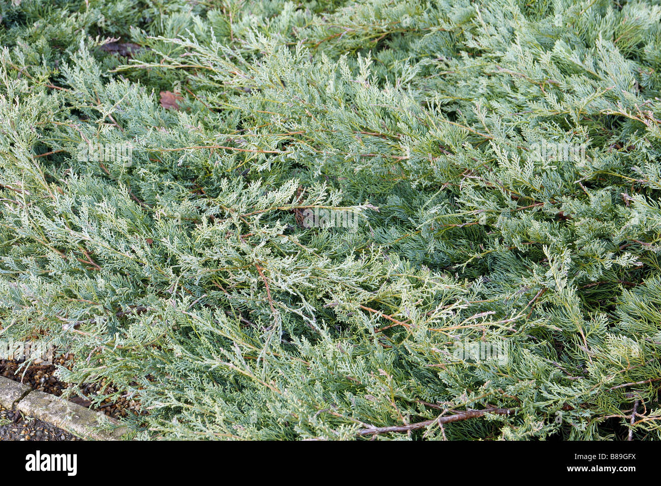Prostrate evergreen conifer ground cover grey glaucous juniperus owl ...