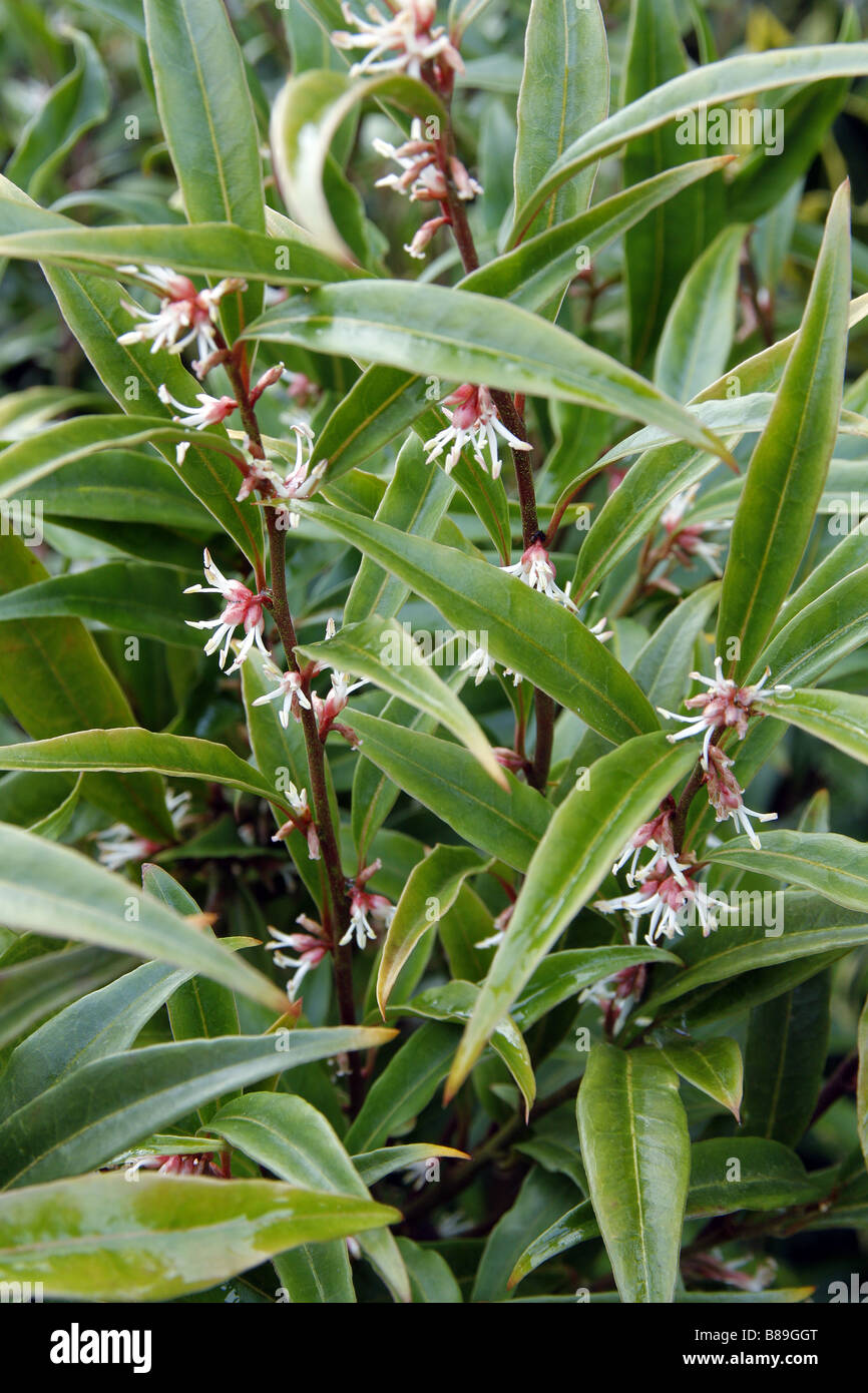 Sarcococca hookeriana hi-res stock photography and images - Alamy