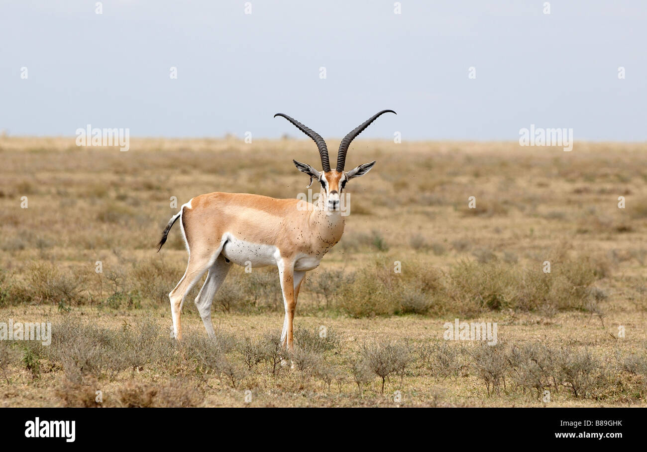 Impala medium sized African antelope Stock Photo - Alamy