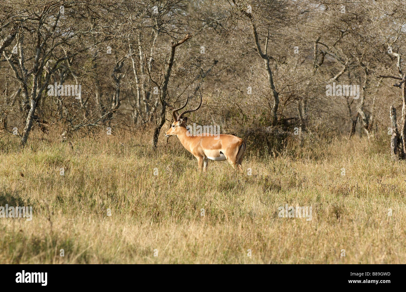 Impala medium sized African antelope Stock Photo - Alamy