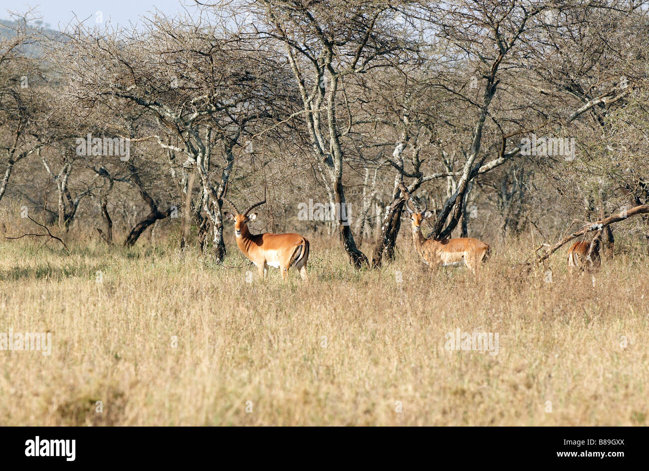 Impala medium sized African antelope Stock Photo - Alamy