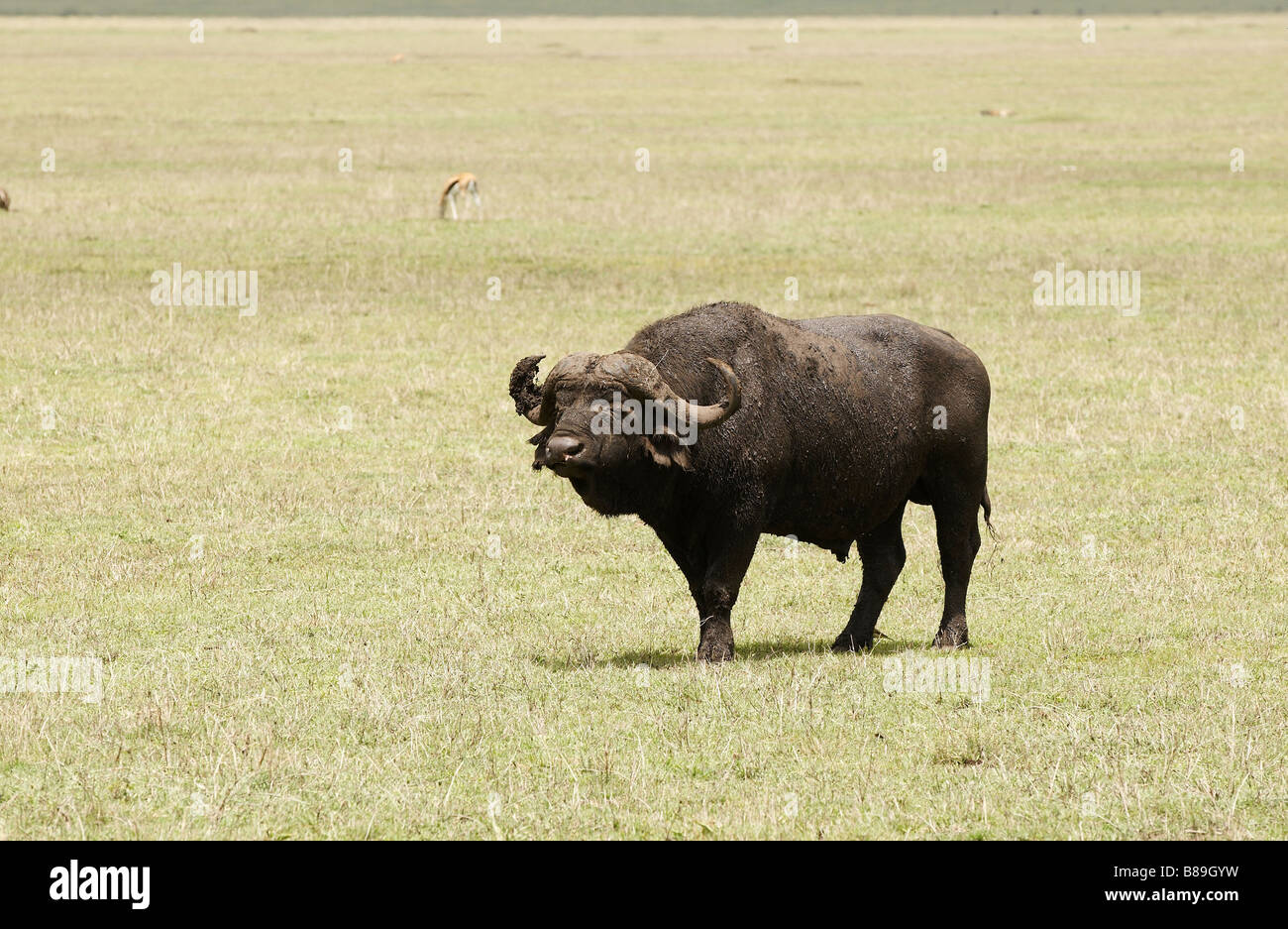 The African Buffalo or Cape Buffalo is a large African mammal Stock ...