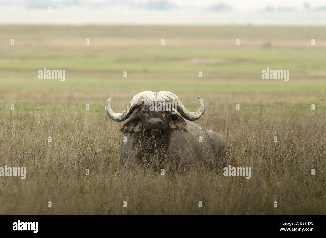 The African Buffalo or Cape Buffalo is a large African mammal Stock ...
