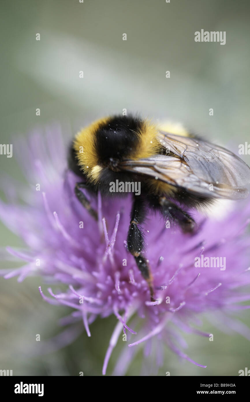 Bumblebee reproduction hi-res stock photography and images - Alamy