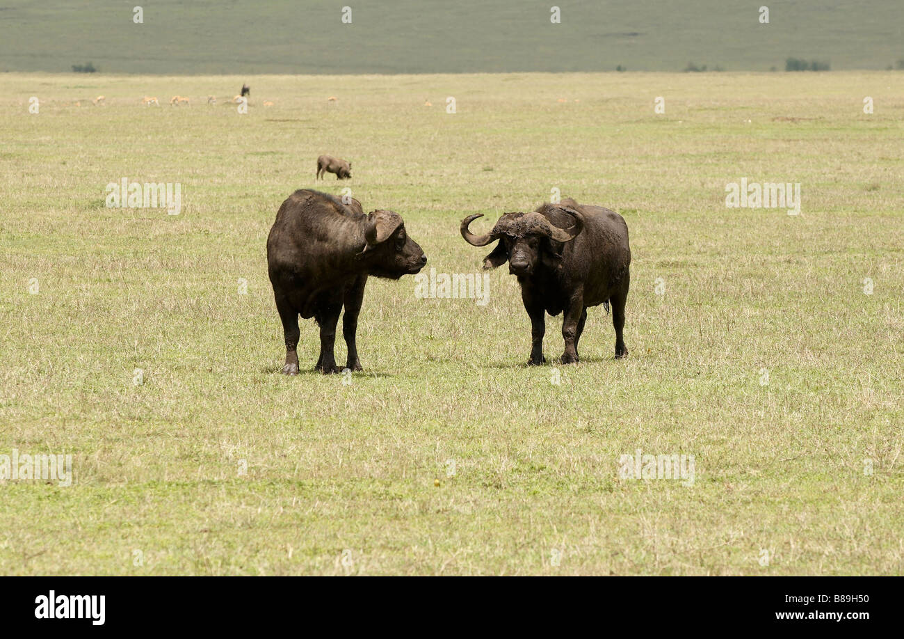 The African Buffalo or Cape Buffalo is a large African mammal Stock ...