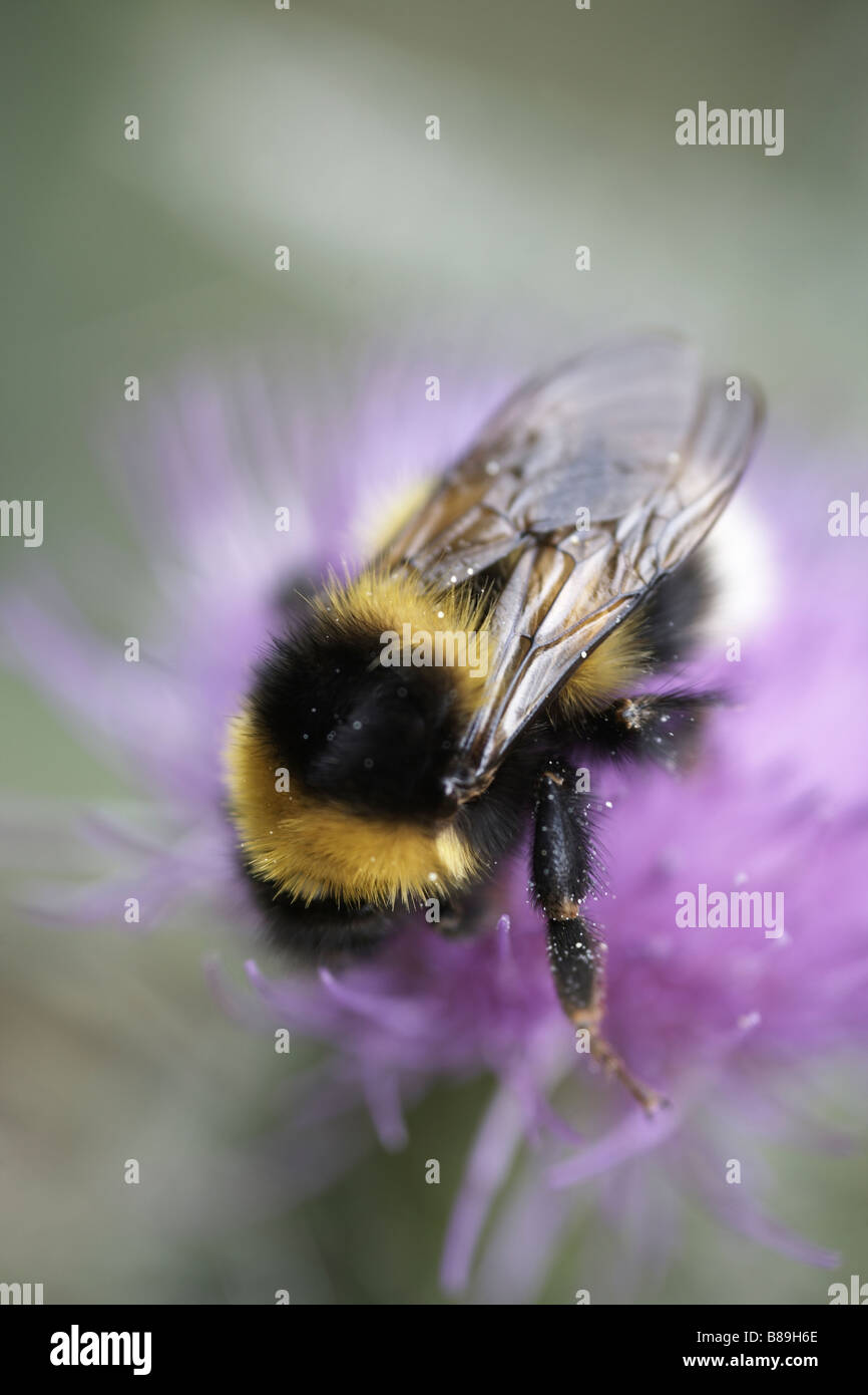 Bumblebee conservation hi-res stock photography and images - Alamy