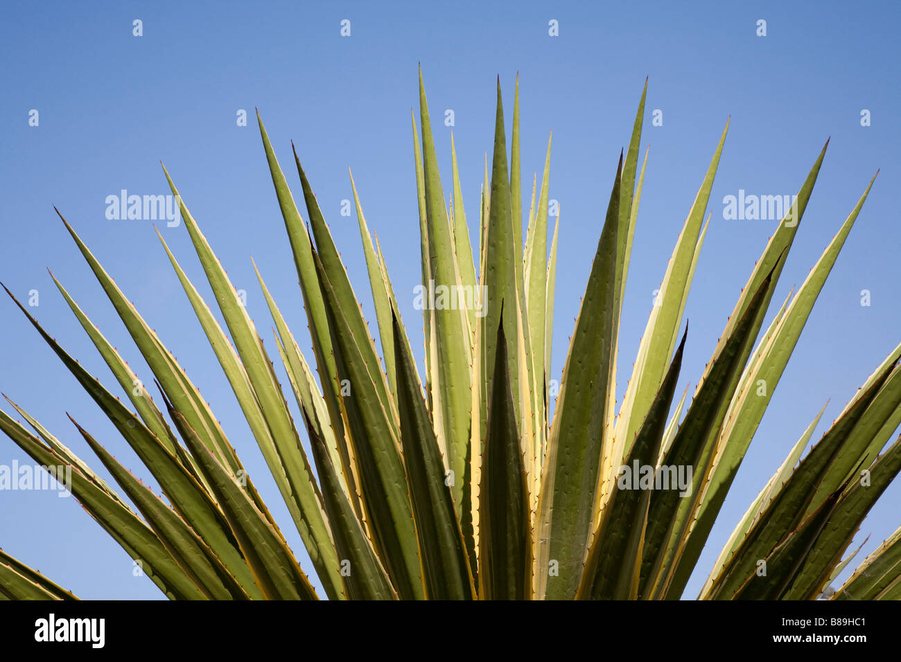 Yucca tree Agave Gran Canaria Spain Stock Photo - Alamy