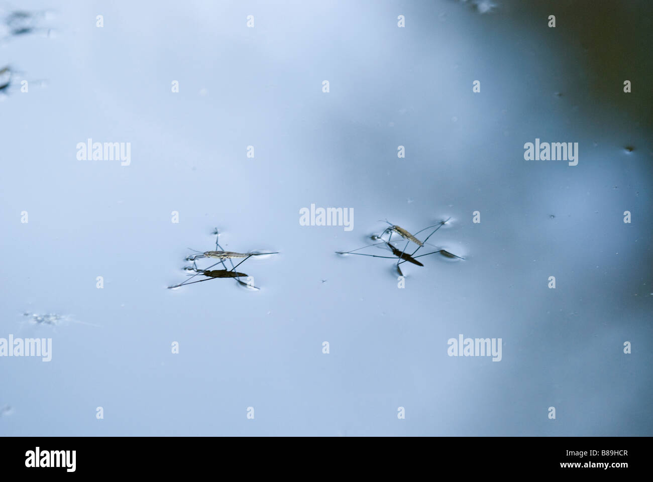 Water strider Gerris paludum on water surface Stock Photo - Alamy