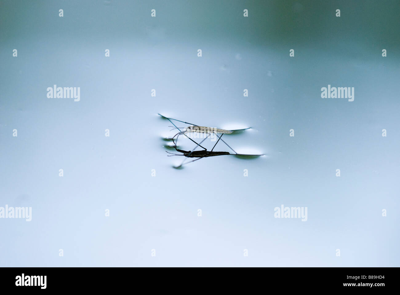 Water strider Gerris paludum on water surface Stock Photo - Alamy