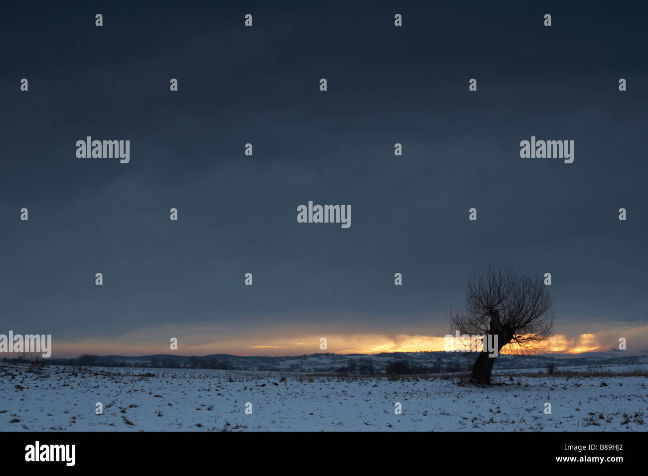 lonely tree in a beautiful winter morning Stock Photo - Alamy