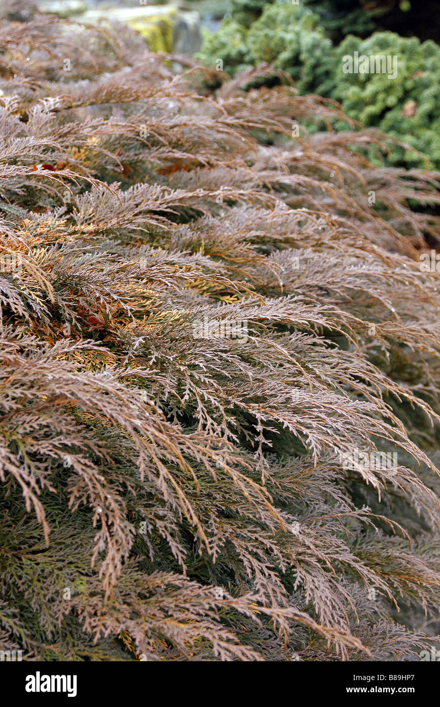 Microbiota decussata hi-res stock photography and images - Alamy