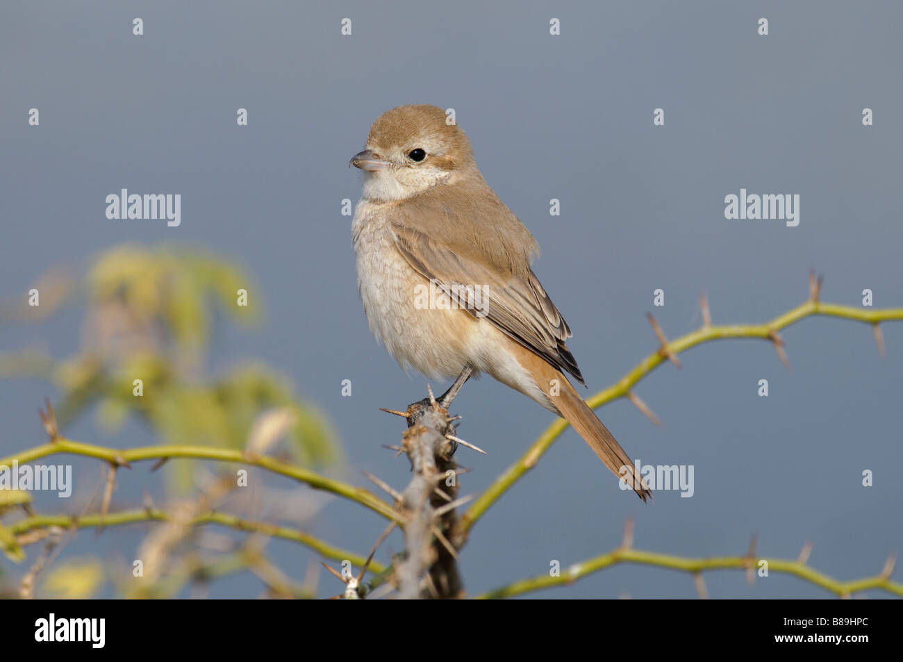female Isabelline Shrike Lanius isabellinus in Rajasthan, India Stock ...
