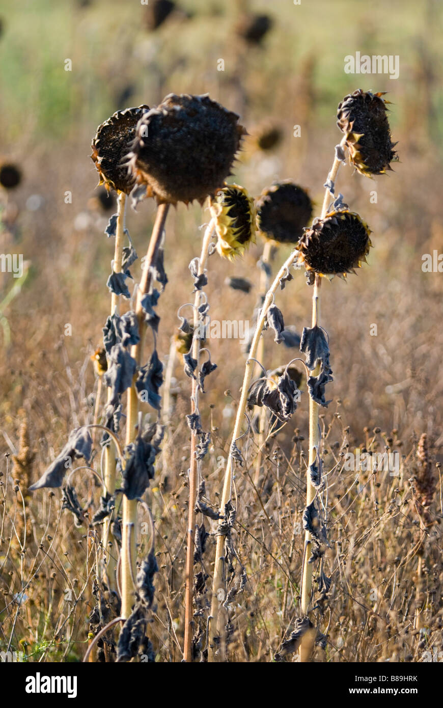 Dry sunflowers hi-res stock photography and images - Alamy