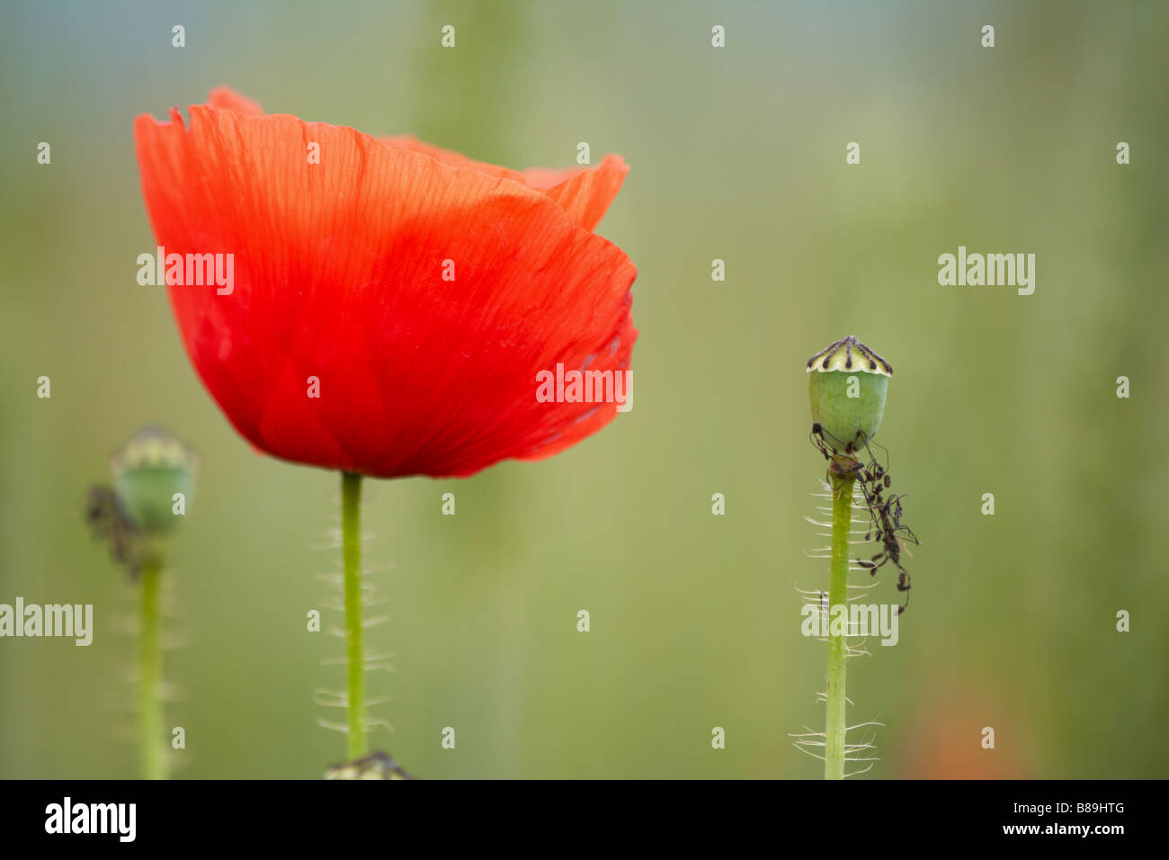 poppy flower (flowers field Stock Photo - Alamy