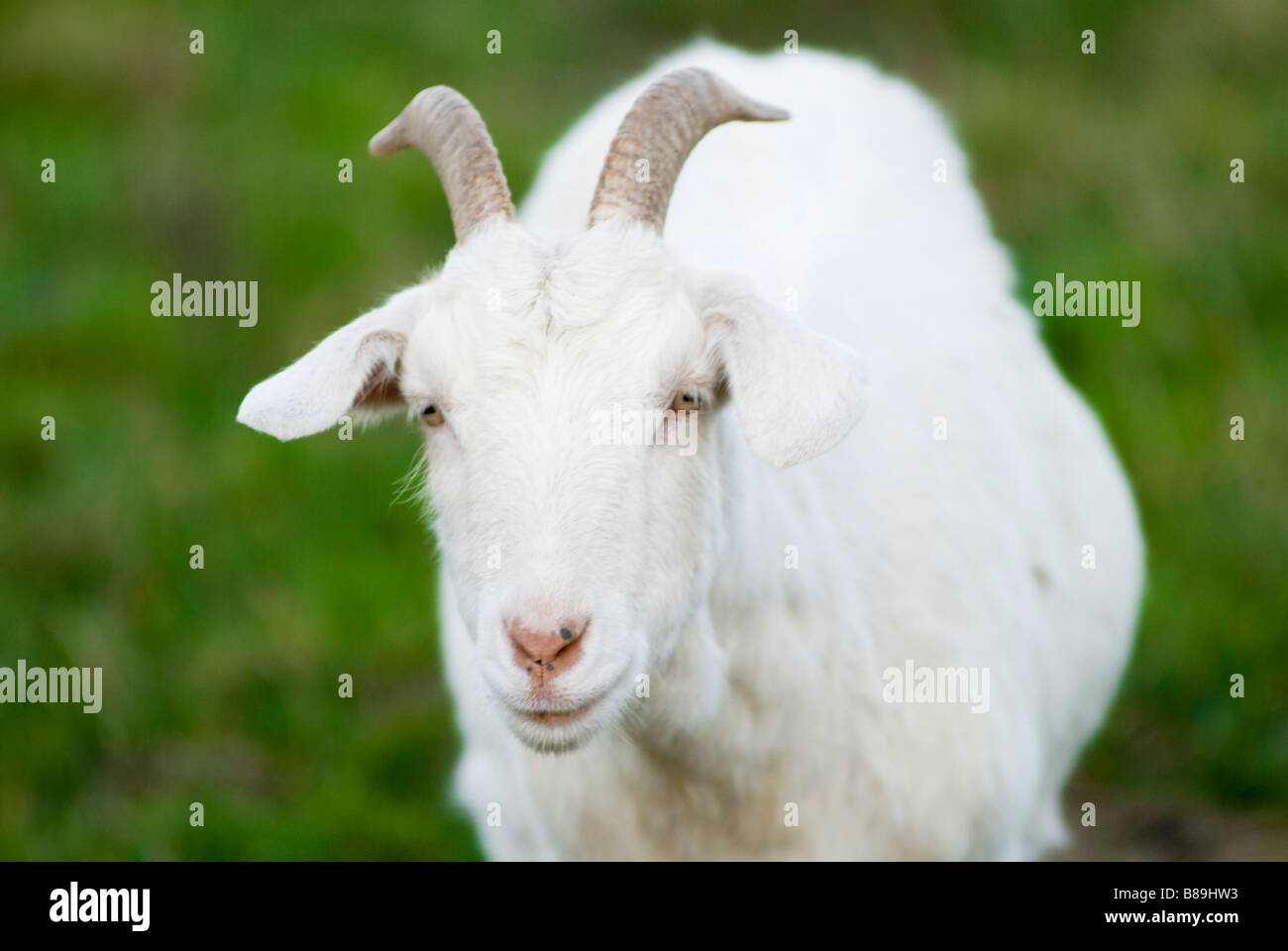 goat at farm Stock Photo - Alamy