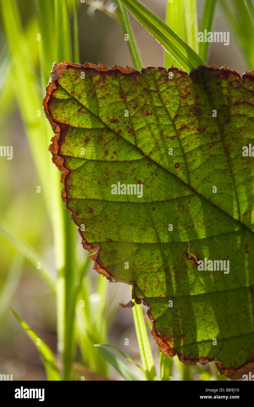 Leaf back light hi-res stock photography and images - Alamy