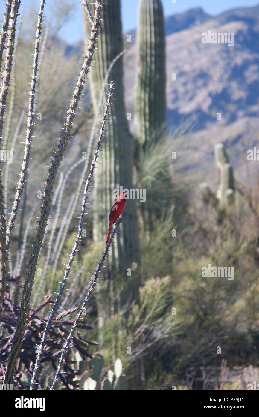 Sabino white hi-res stock photography and images - Alamy