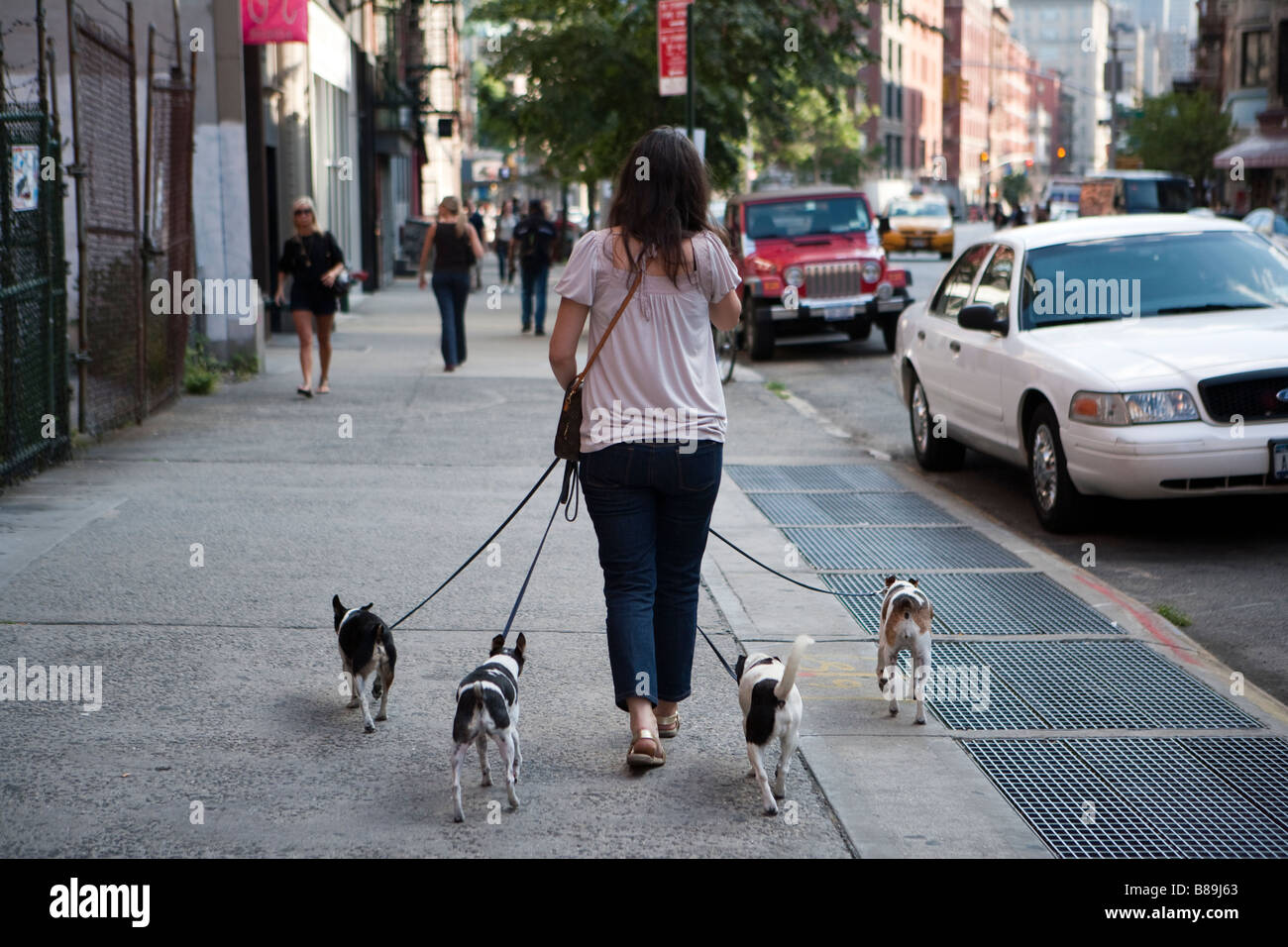 Four dogs hi-res stock photography and images - Alamy