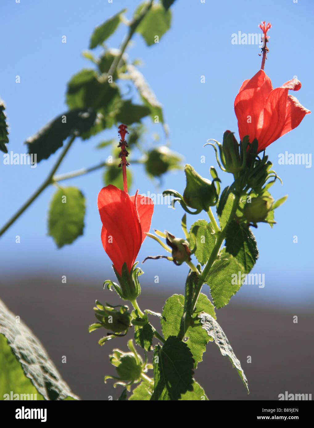 bright red hibiscus standing tall reaching for the sunlight with green ...