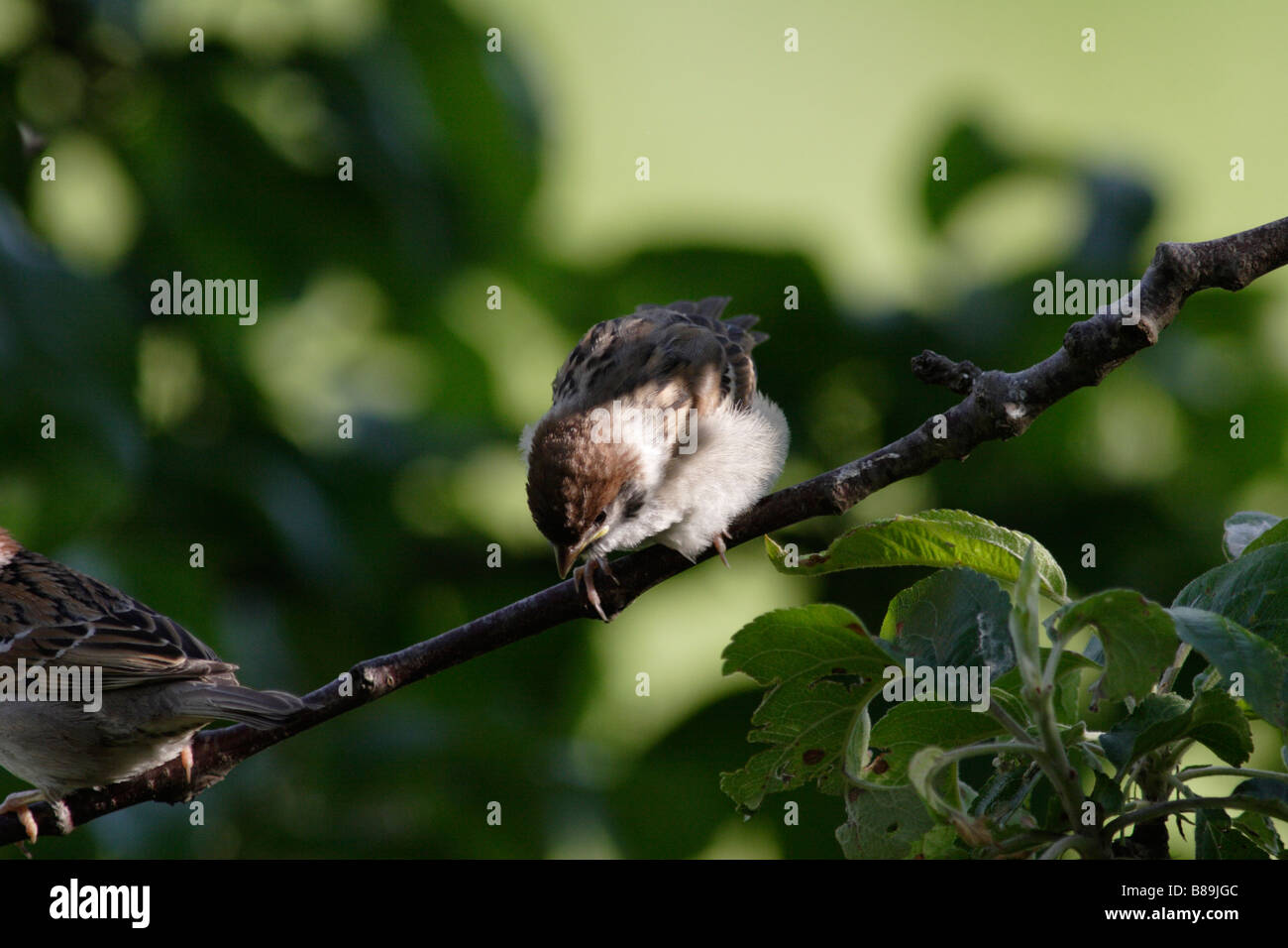 Juvenile tree sparrow (Passer montanus Stock Photo - Alamy