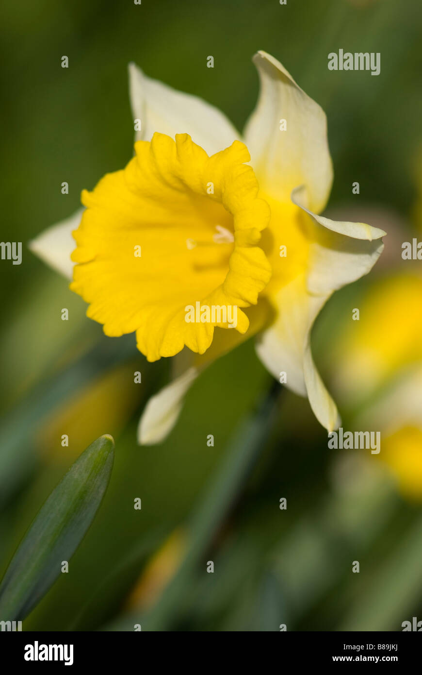 Angled close up of a daffodil Stock Photo - Alamy