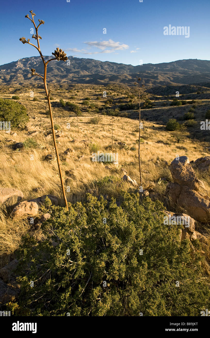 Rincon Mountains Reddington Pass Tucson Arizona Stock Photo - Alamy
