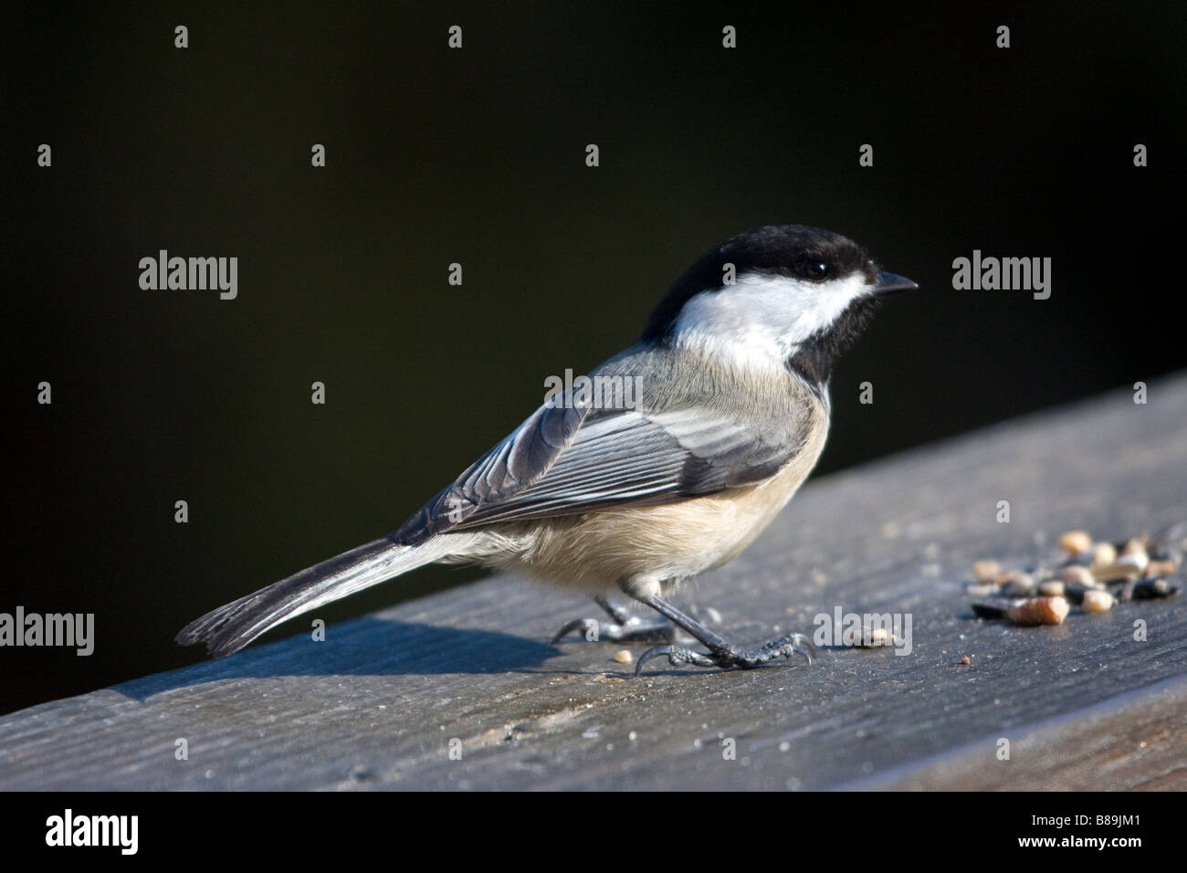 Black Capped Chickadees Stock Photos & Black Capped Chickadees Stock ...