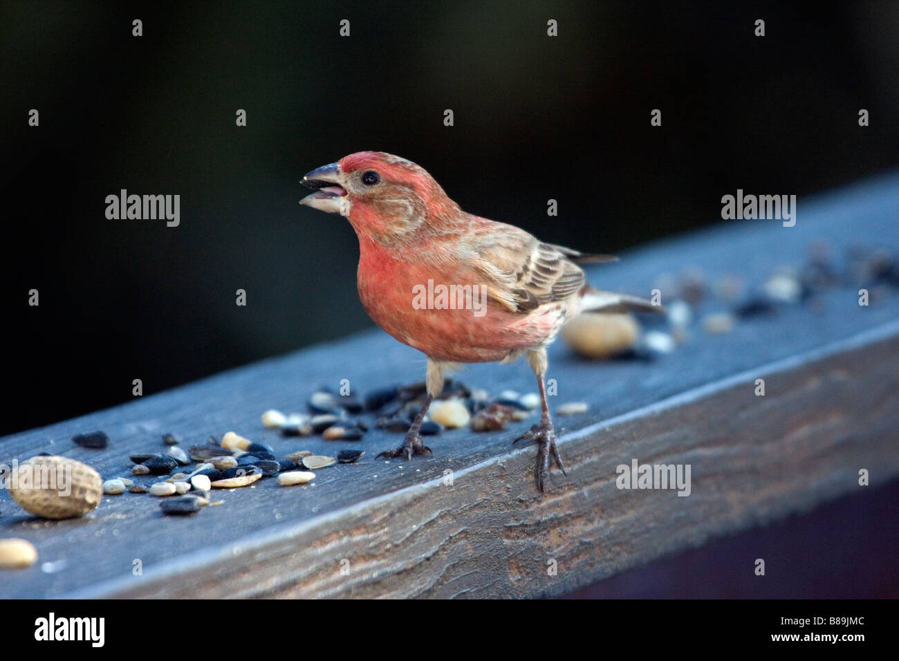 House Finch eating seed male Stock Photo - Alamy
