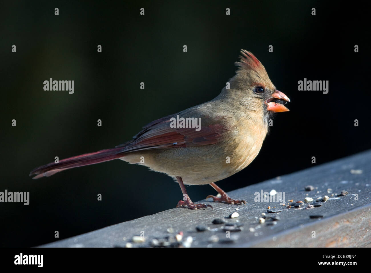 Northern Cardinal female cracking seed Stock Photo - Alamy