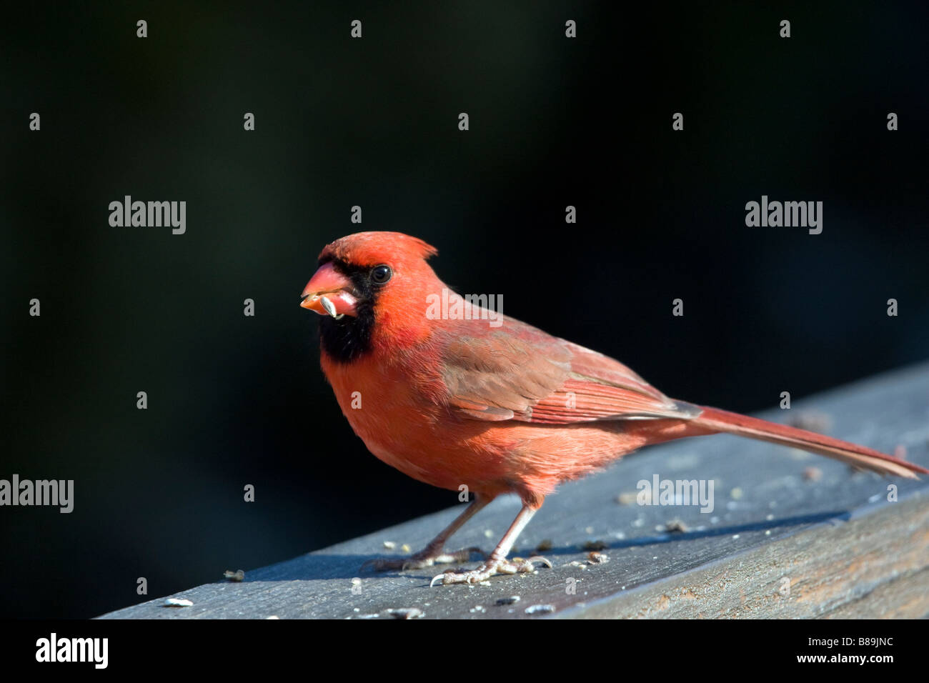 Northern Cardinal male cracking seed Stock Photo - Alamy