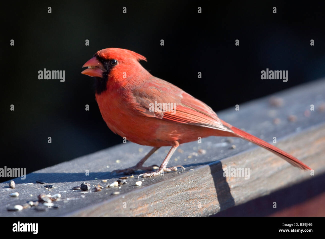 Northern Cardinal male eating Stock Photo - Alamy