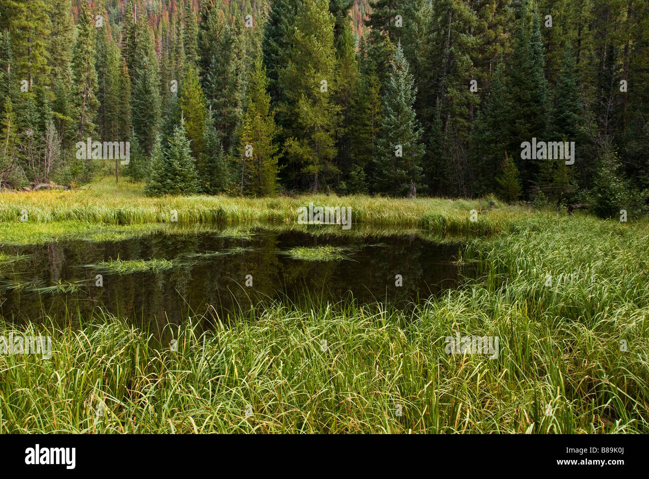 Pine tree gulch hi-res stock photography and images - Alamy