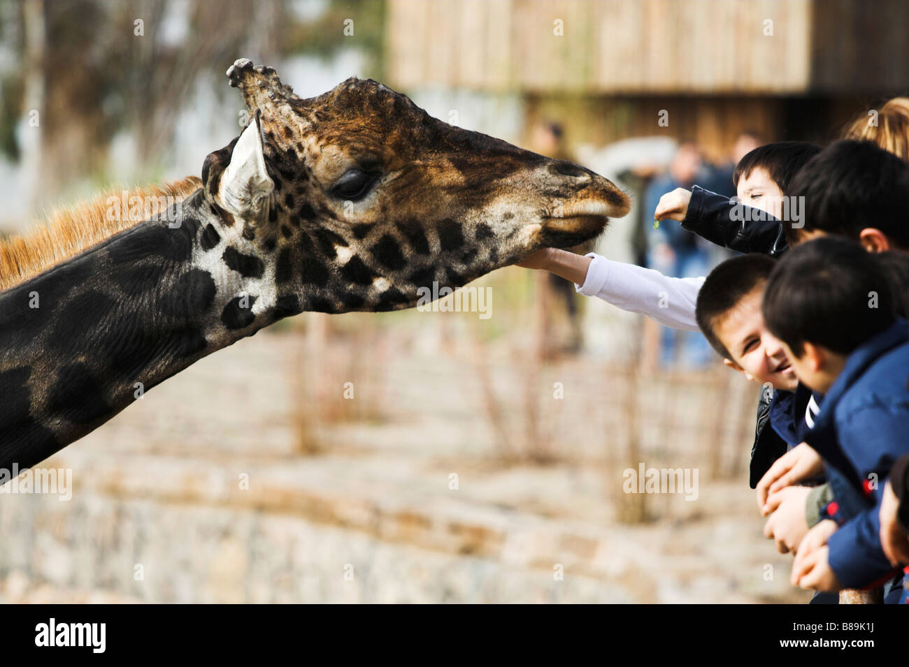 kids feeding giraffe in zoo Stock Photo - Alamy