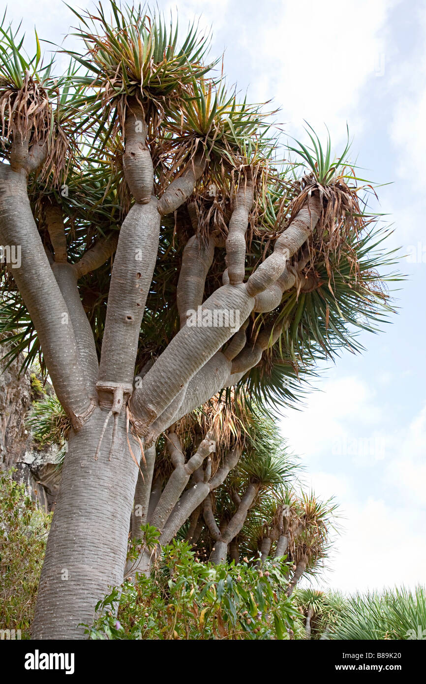 Dragon tree Dracaena draco Jardin Canario botanic gardens Gran Canaria ...