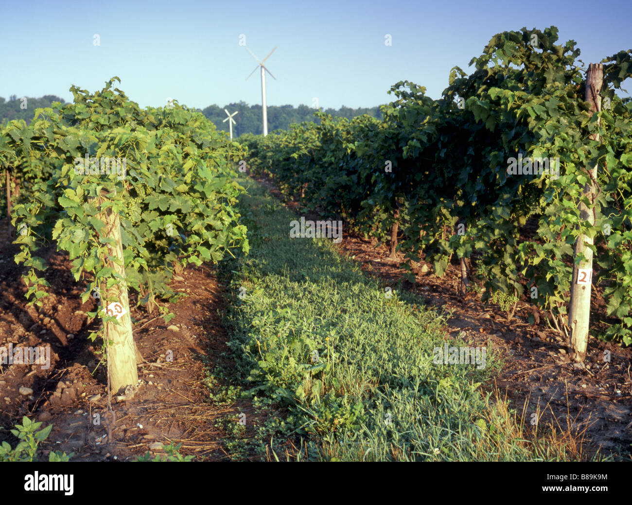Grape Vines at Sunrise in Niagara Peninsula Ontario Canada Stock Photo ...