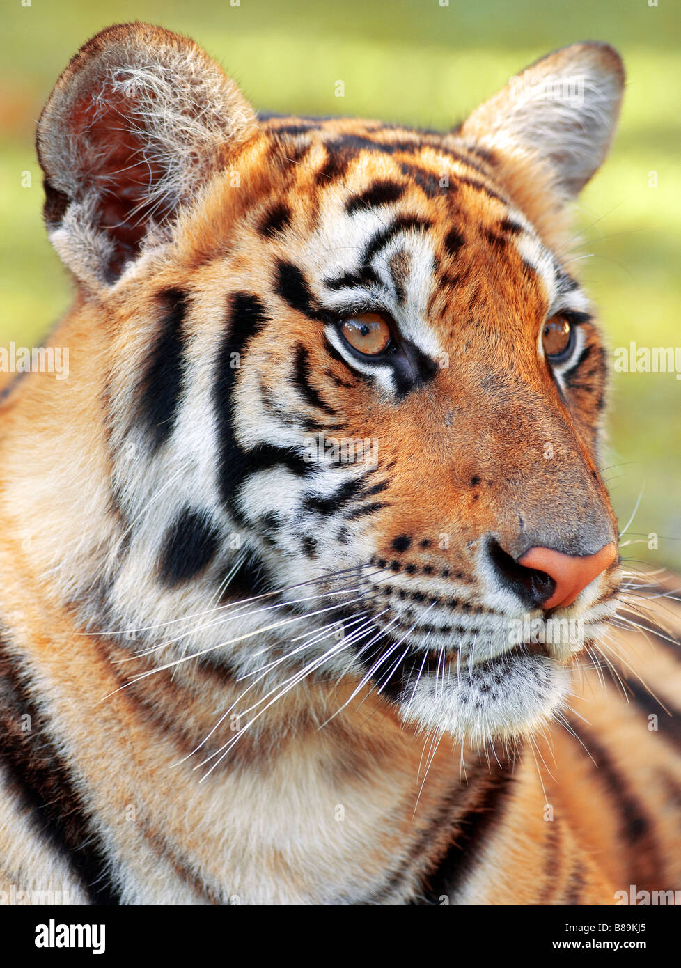 Northern tiger cat hi-res stock photography and images - Alamy