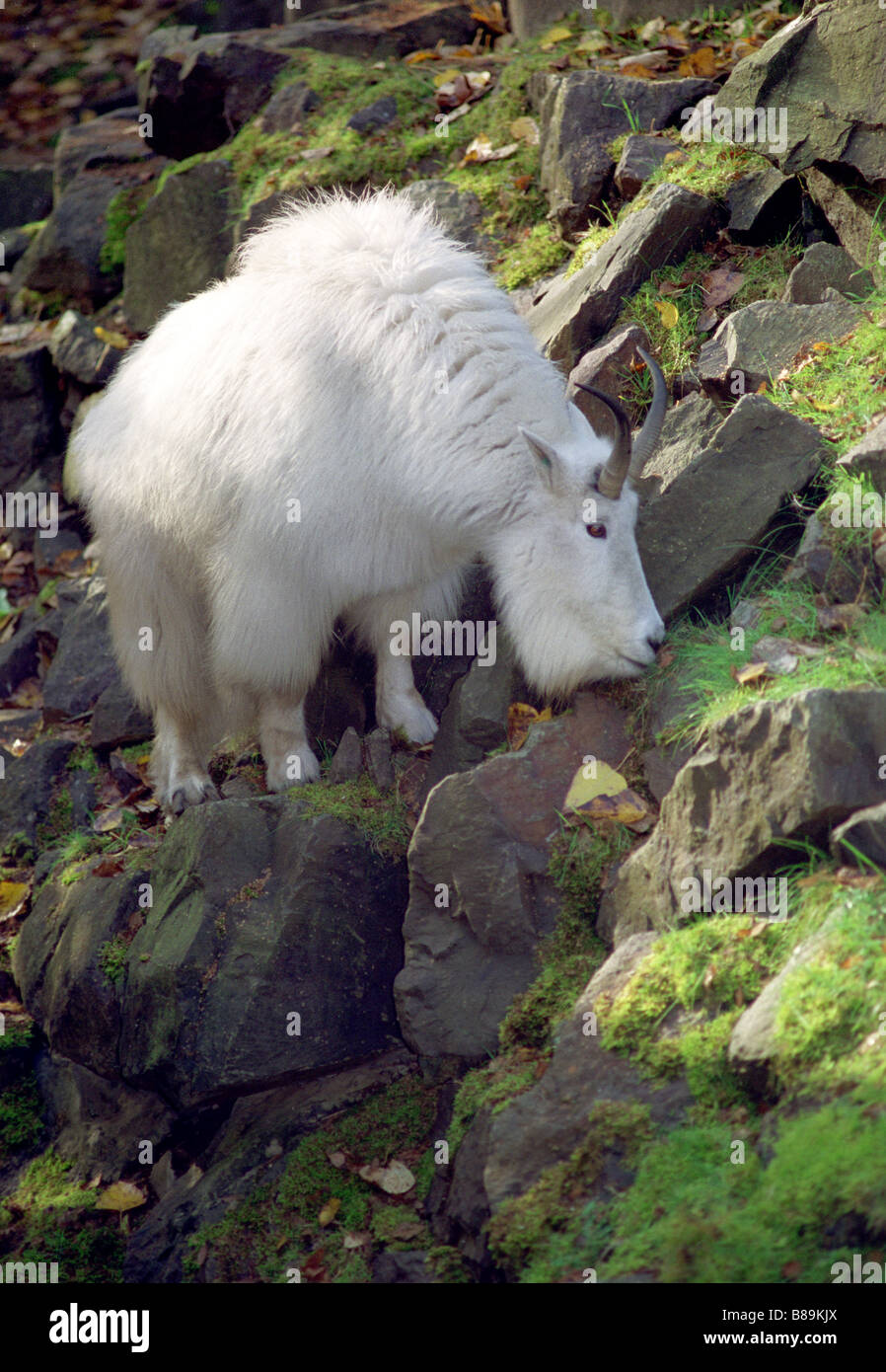 Goat atop animal hi-res stock photography and images - Alamy